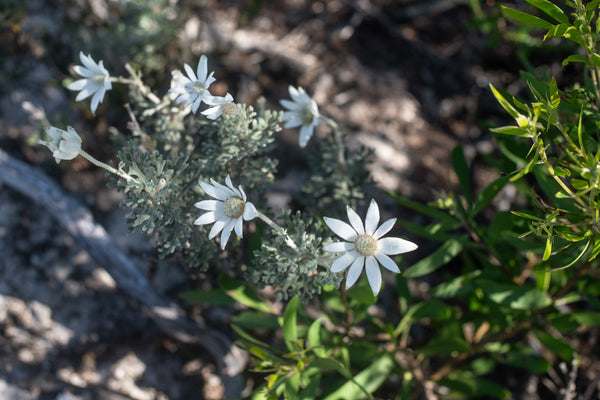 Artist Spotlight: Louise Frith